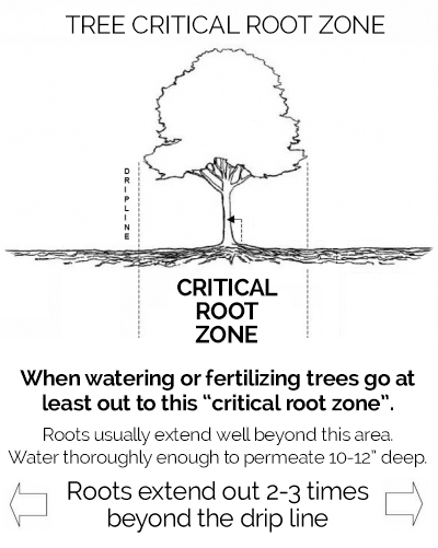 Denver Tree Removal | Tree Service in Denver, Colorado | Tree & Shrub ...